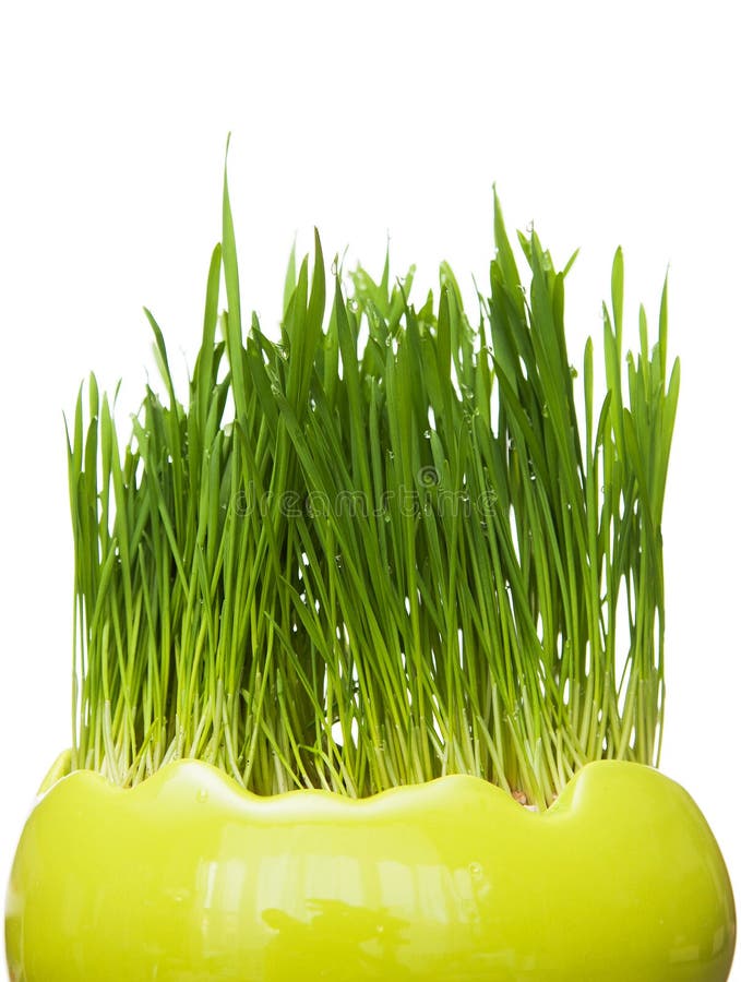 Easter grass stock image. Image of grass, season, water - 37495051