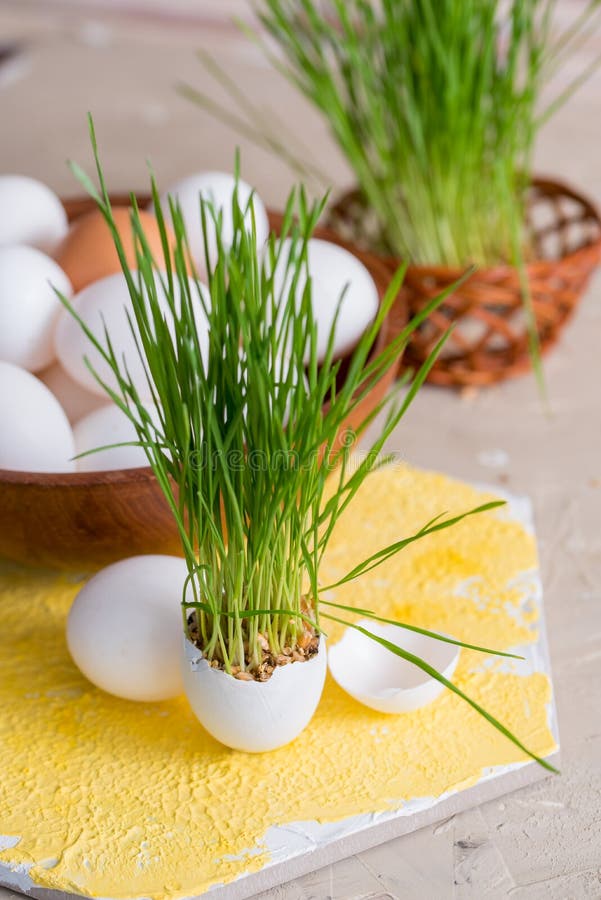 Easter Grass Growing in Egg Shell, Shallow Focus, Yellow Background ...