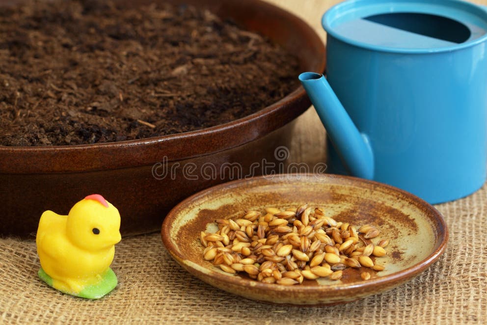 For Easter Green Crop Get Ready Soil and Seeds Stock Image - Image of ...