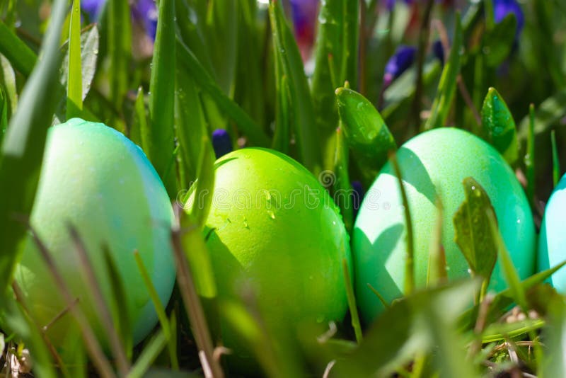 Easter Green Eggs in the Green Grass in Spring Stock Image - Image of ...