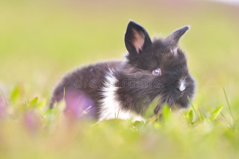 Easter Greetings - Easter Bunny Rabbit Sitting in Green Grass Stock ...