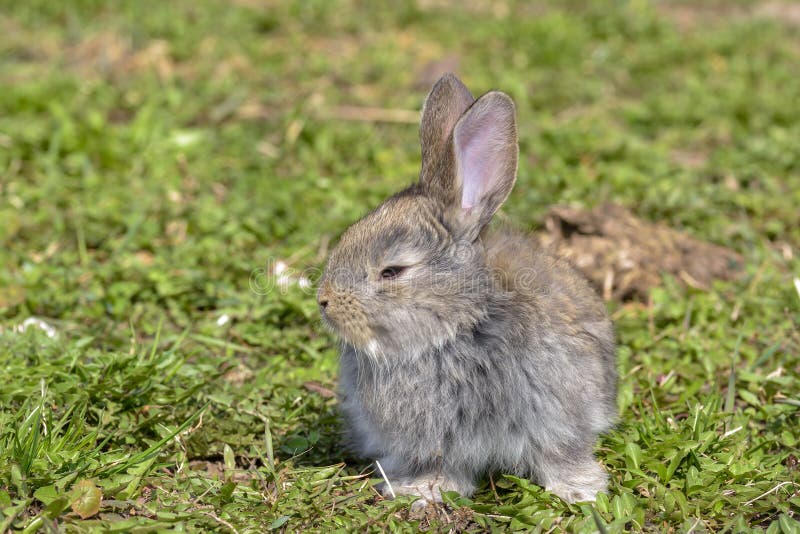 Easter Greetings - Easter Bunny Rabbit Sitting in Green Grass Stock ...