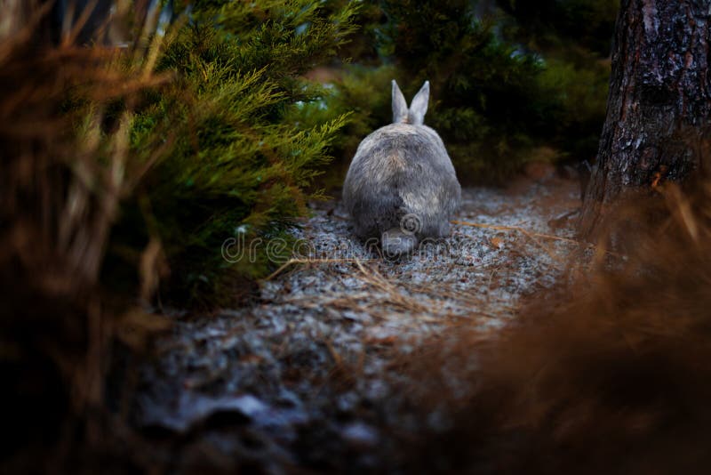 Easter Greetings - Easter Bunny Rabbit Sitting in Green Grass in Garden ...
