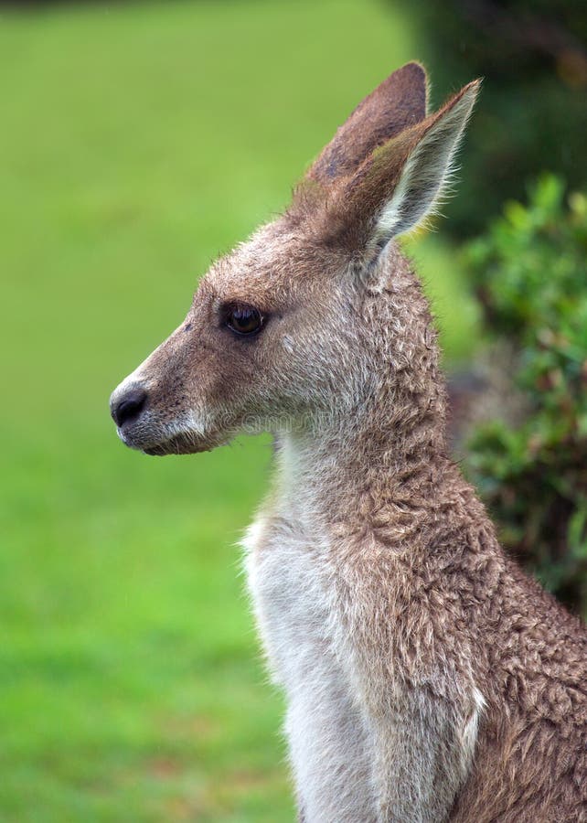 Easter grey kangaroo stock photo. Image of eastern, brown - 36148234