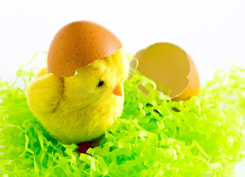 Easter - Happy Easter Yellow Chick with Egg Shell on White Background ...