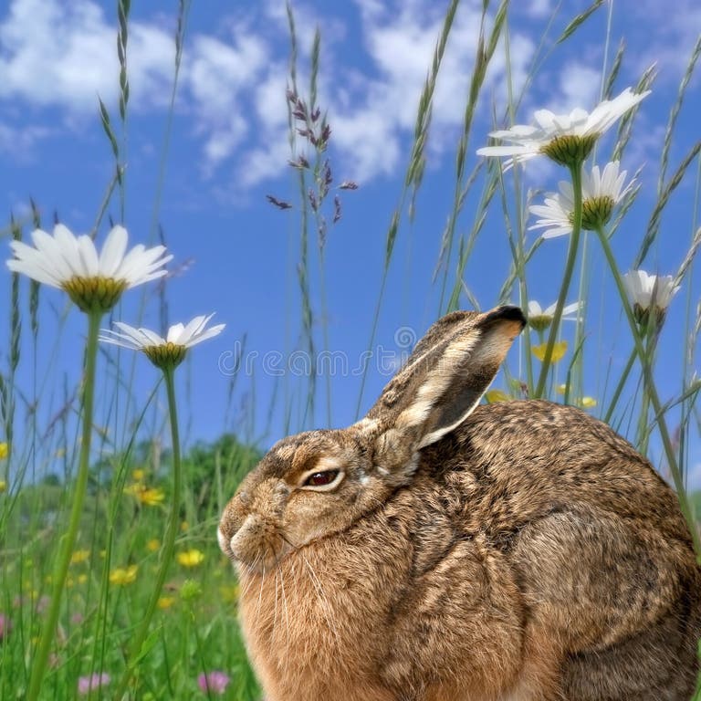 Easter hare stock photo. Image of lonely, green, cottontail - 16632262