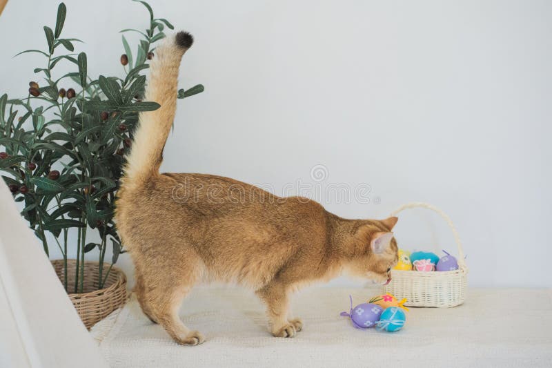 Easter Holiday with British Cat Play Colorful Egg Put in Basket and Put ...