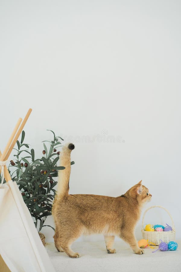 Easter Holiday with British Cat Play Colorful Egg Put in Basket and Put ...