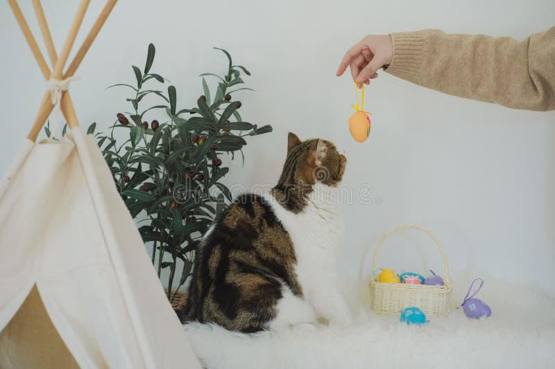 Easter Holiday with Scottish Cat Play Colorful Egg Put in Basket and ...