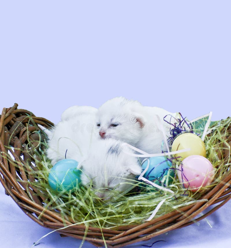 Easter Kittens stock image. Image of blue, yellow, basket - 38009835