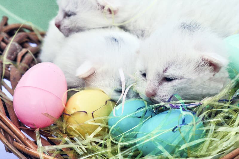 Easter Kittens closeup stock photo. Image of three, holiday - 38009876