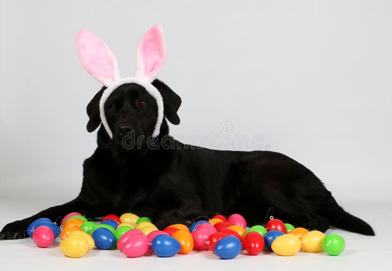 Easter Labrador is Lying in the Studio Stock Photo - Image of beauty ...