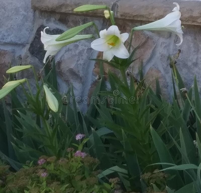 Easter lilies stock photo. Image of shrub, grass, lily - 250429186