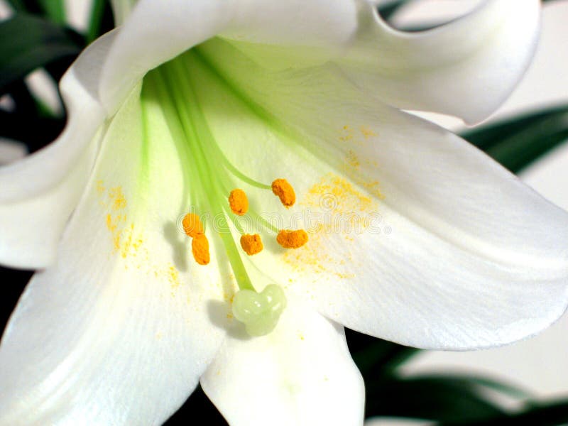 Easter lilly stock photo. Image of scent, bloom, green, pollen - 1634