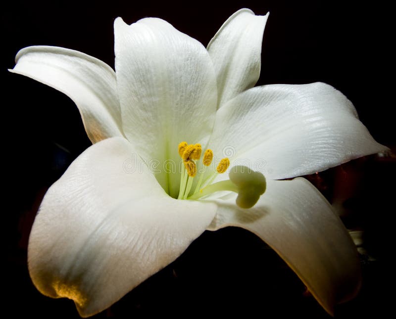 Easter Lilly stock photo. Image of white, close, flora - 5569728