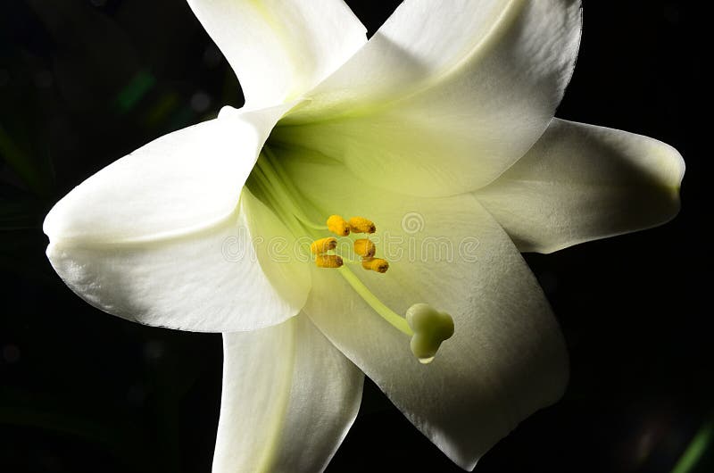 Easter Lilly stock photo. Image of bouquet, beauty, decoration - 13488582
