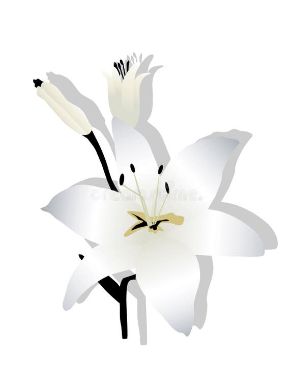 Easter Lily Stock Illustrations – 9,349 Easter Lily Stock Illustrations ...