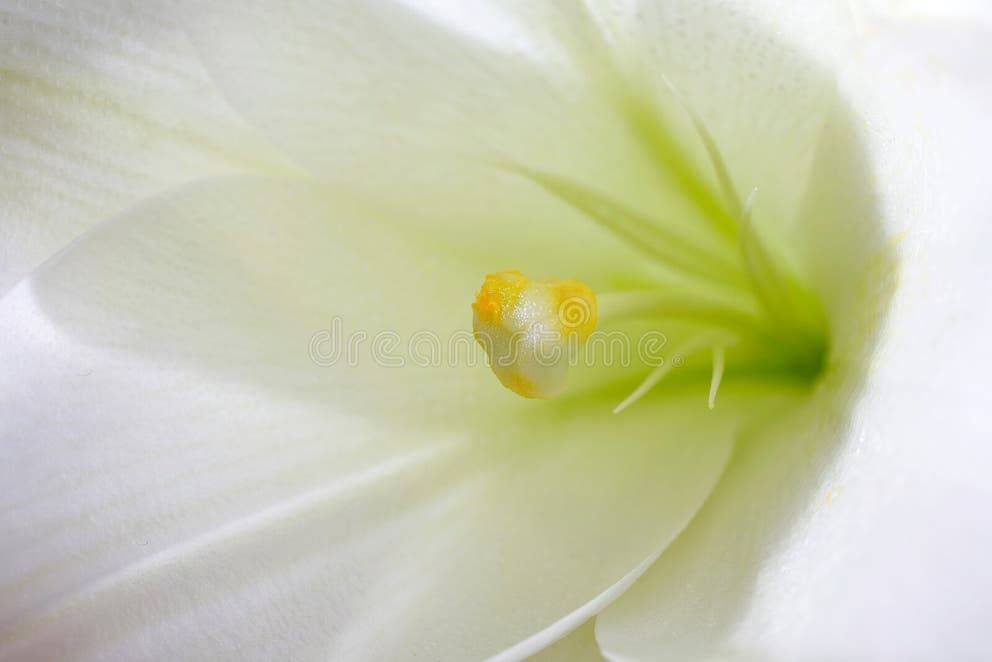 Easter Lily stock image. Image of pollen, petal, longiforum - 51321405