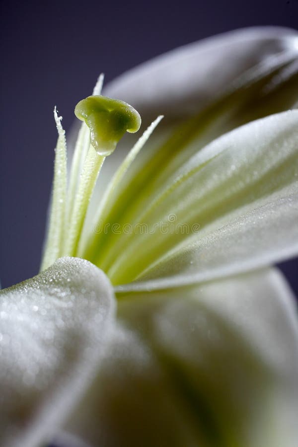 Easter Lily Flower stock image. Image of wedding, pollen - 51396127