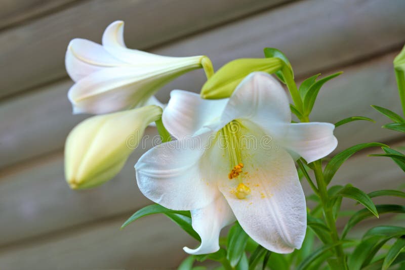 Easter Lily (lilium Longiflorum) Blooming Stock Photo - Image of ...