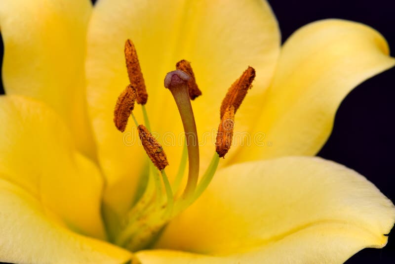 Yellow Easter Lily Stamen Anthers 04 Stock Image - Image of closeup ...