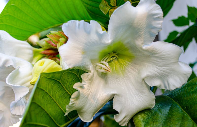 Easter Lily Vine stock image. Image of bloom, season - 159818657