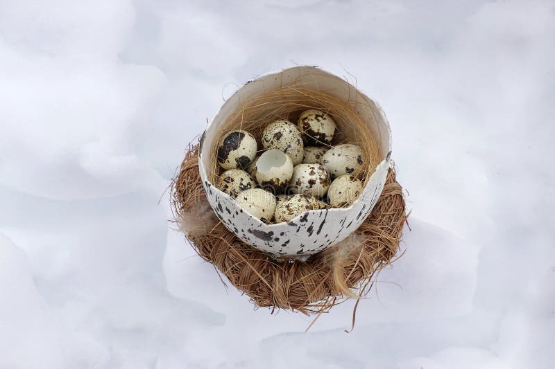 Easter Nest Birds Eggs White Snow Background Stock Photos - Free ...
