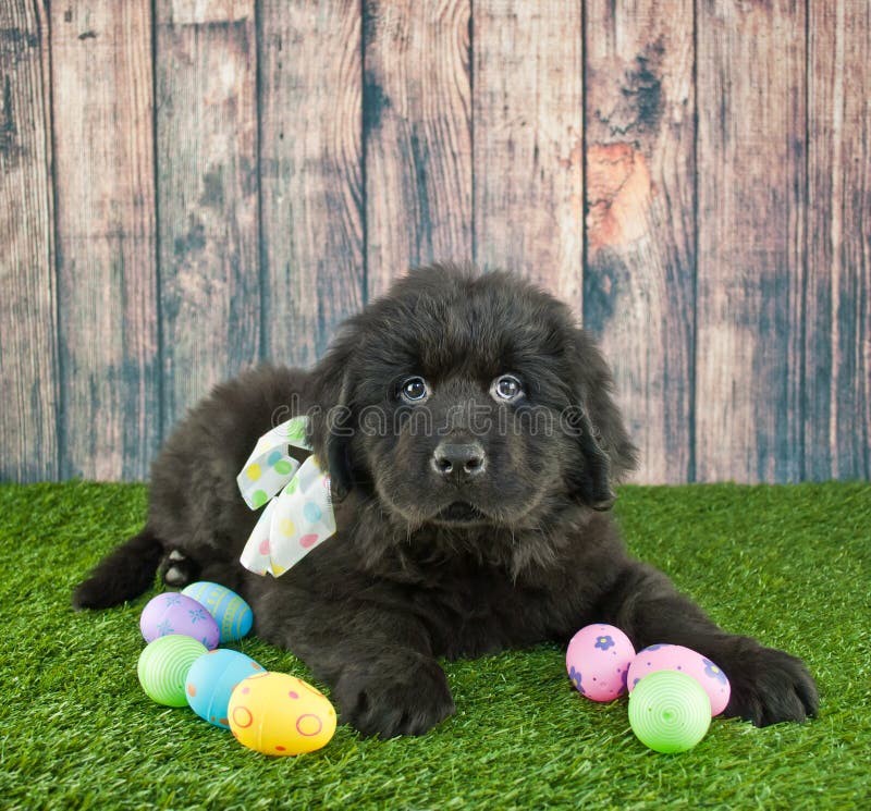 Easter Newfoundland Puppy stock image. Image of baby - 51338203