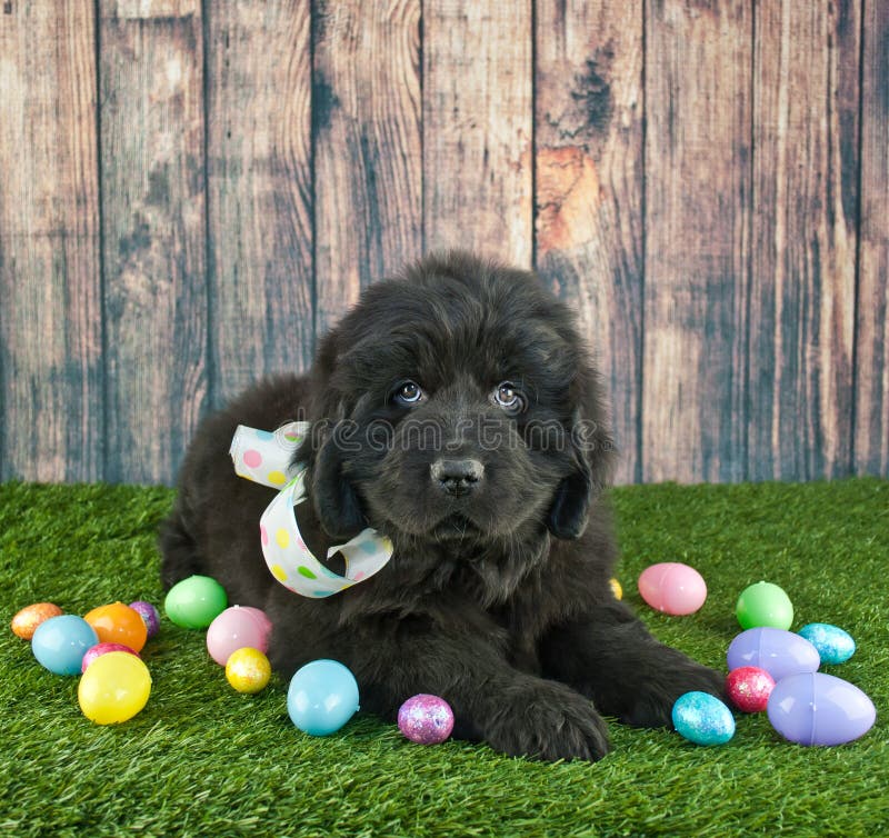 Easter bunny dog stock image. Image of bunny, rabbit - 50364267