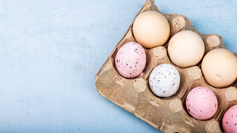 Easter Pink and White Eggs in an Egg Stand on a Blue Background ...