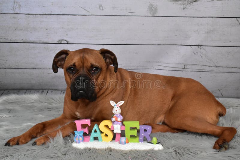 Easter Portrait of a Tabby Manx Cat and a Boxer Breed Dog Stock Photo ...