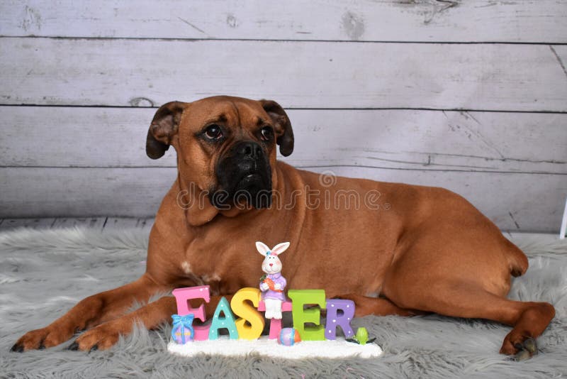 Boxer Breed Dog Easter Portrait Stock Photo - Image of east, delicate ...