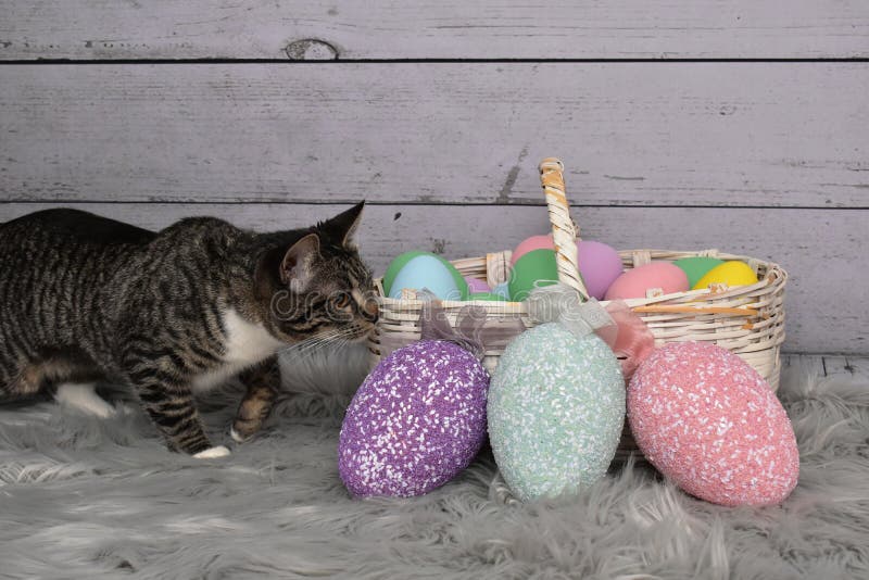 Easter Portrait of a Tabby Manx Cat and a Boxer Breed Dog Stock Photo ...