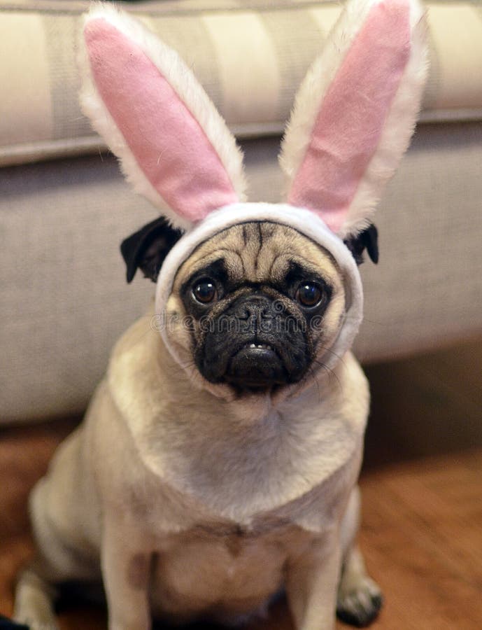 Easter pug stock photo. Image of cheeky, easter, noodle - 76671622
