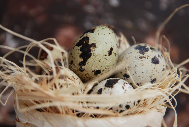 Easter Quail Eggs in Nest. Rusty Metalic Background with Copy Paste ...