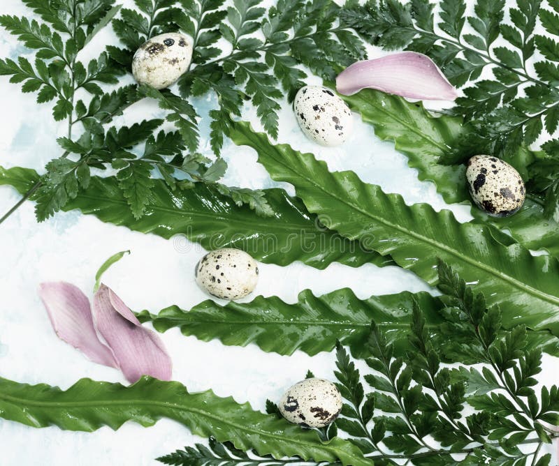 Easter Quail Eggs and Pink Petals on Green Leaves Stock Photo - Image ...