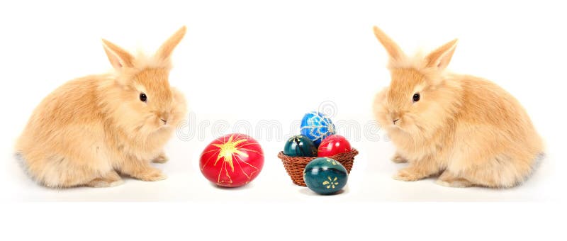 Easter rabbit stock image. Image of interested, orange - 13559559