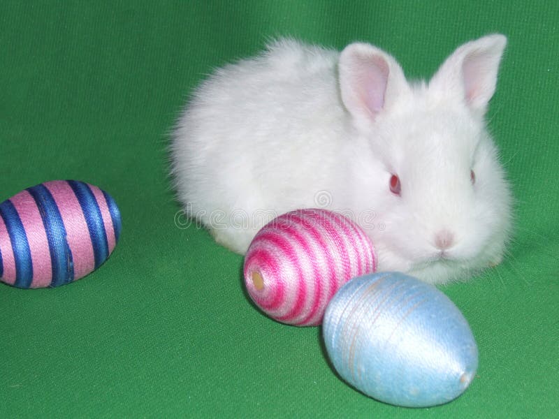 Easter rabbit stock photo. Image of multicolored, colorful - 1899150