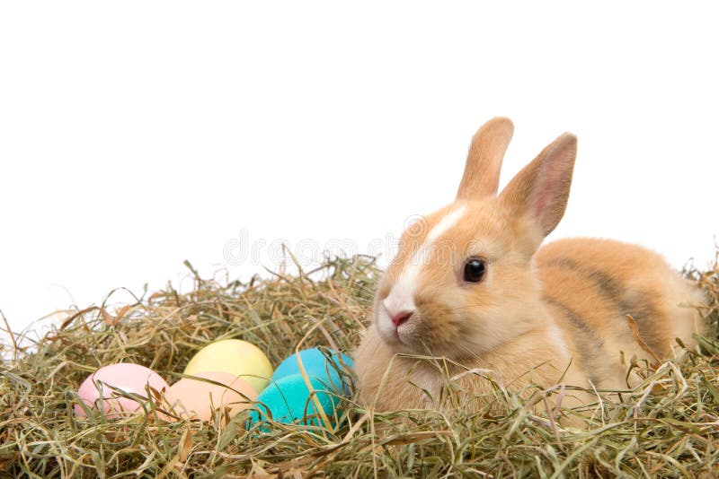 Easter rabbit stock photo. Image of spring, bunny, studio - 22963016