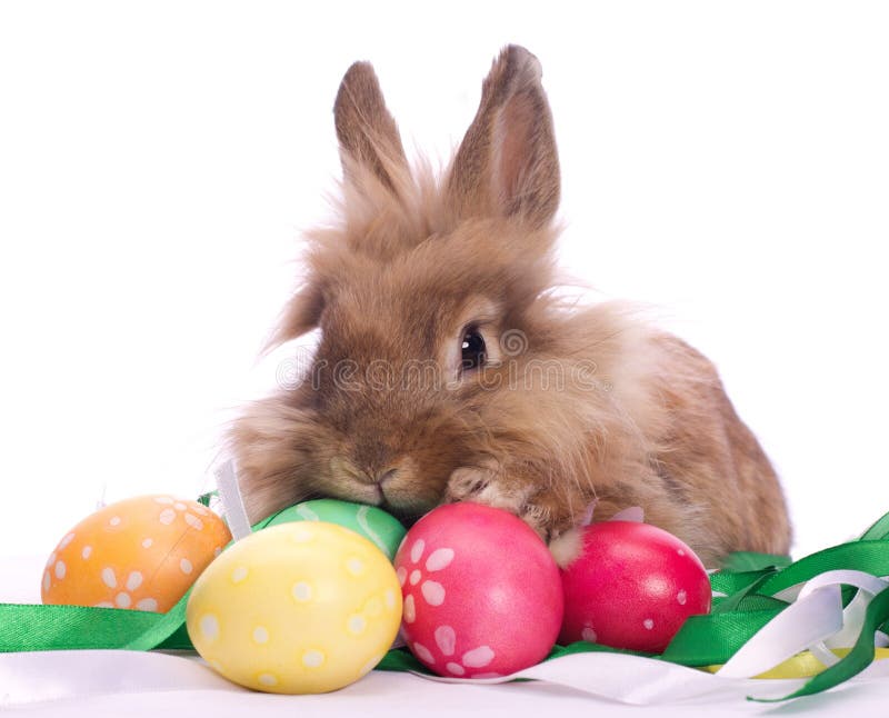 Easter Rabbit with eggs stock image. Image of lawn, holiday - 23810975