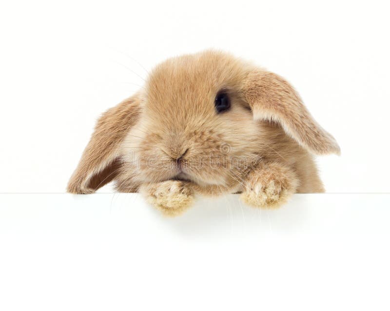 Rabbit - coney stock photo. Image of coat, animal, jack - 626012
