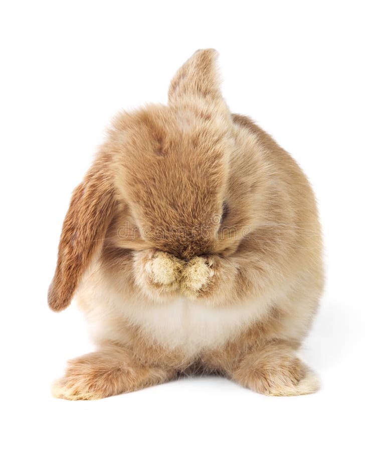 Easter bunny stock photo. Image of easter, cute, cloud - 24642124