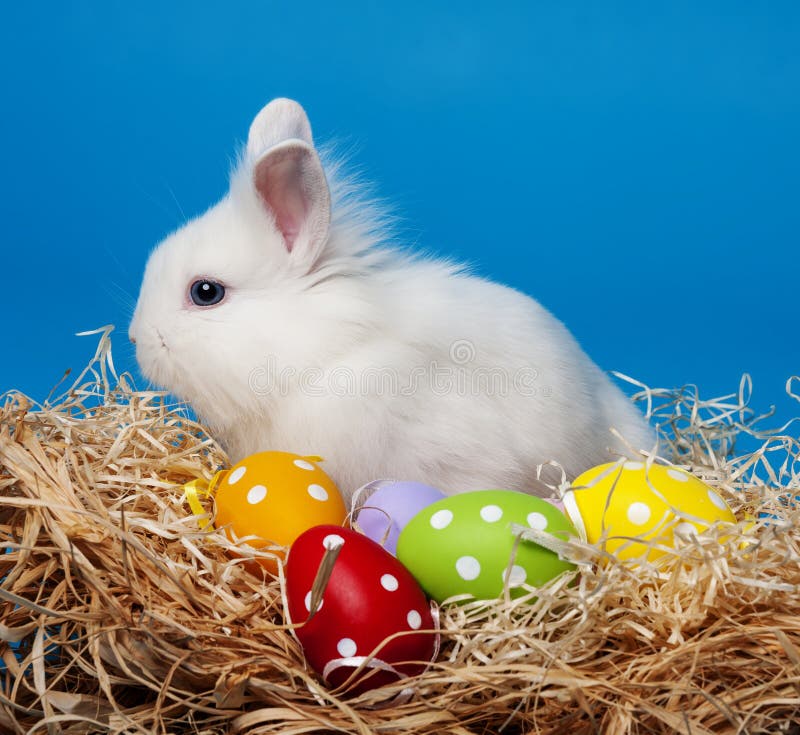 Easter rabbit stock image. Image of hare, colors, animal - 29461009