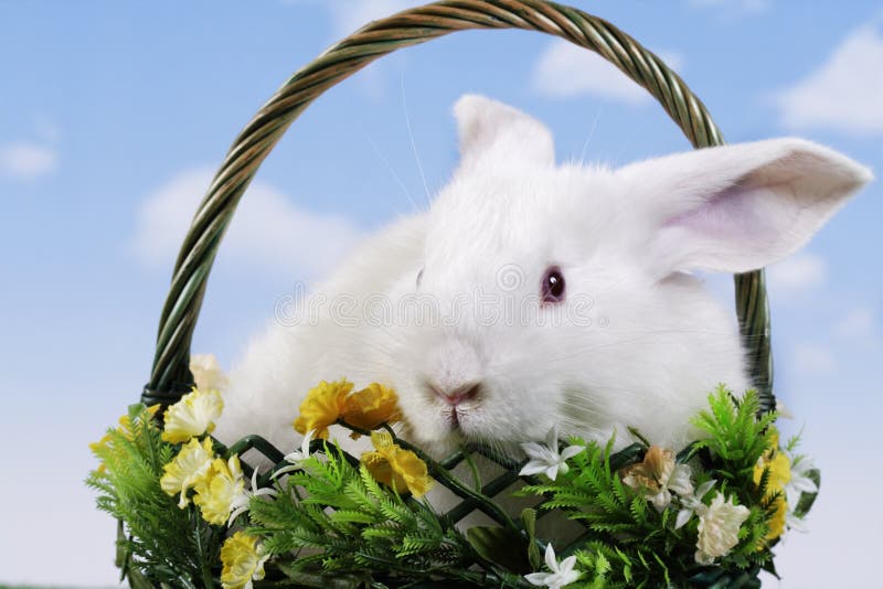 Easter rabbit stock image. Image of animal, rabbit, white - 2119763