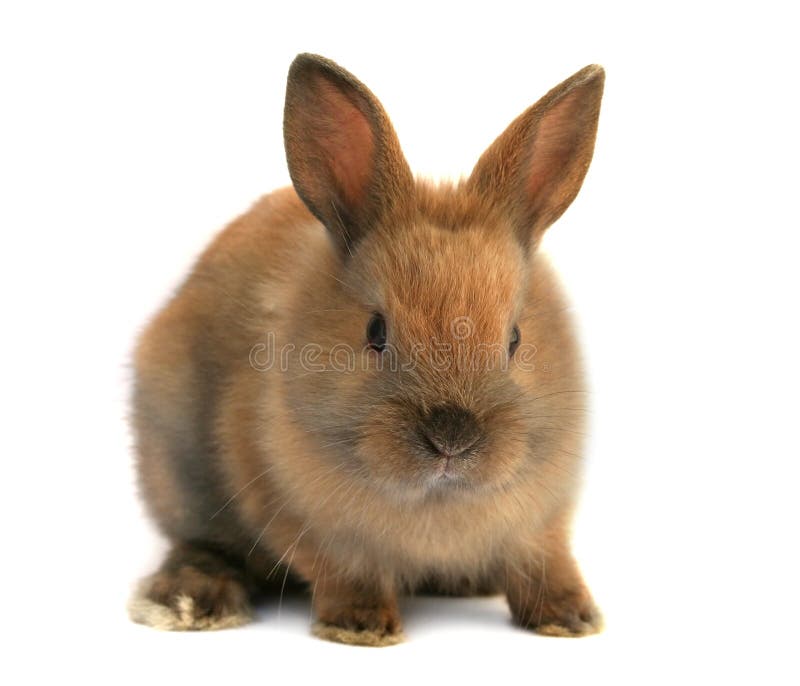 Cute Sitting Chocolate Lionhead Bunny Rabbit Stock Photo - Image of ...