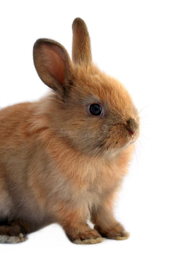 Rabbit tongue out stock image. Image of cutout, isolated - 13241745