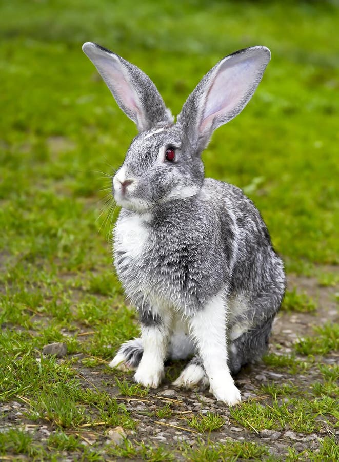 Easter Rabbit stock photo. Image of cute, happy, isolated - 6850872