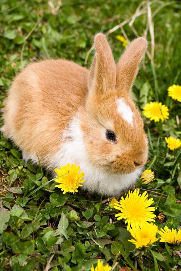 Easter rabbit stock photo. Image of playful, watching - 8637058