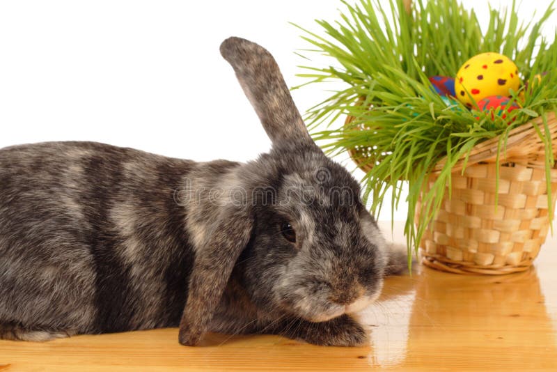 Easter rabbit and basket stock photo. Image of rodent - 13253426