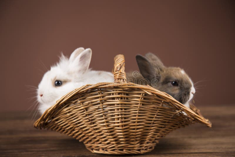 Easter rabbit in a basket. stock photo. Image of shell - 142412770